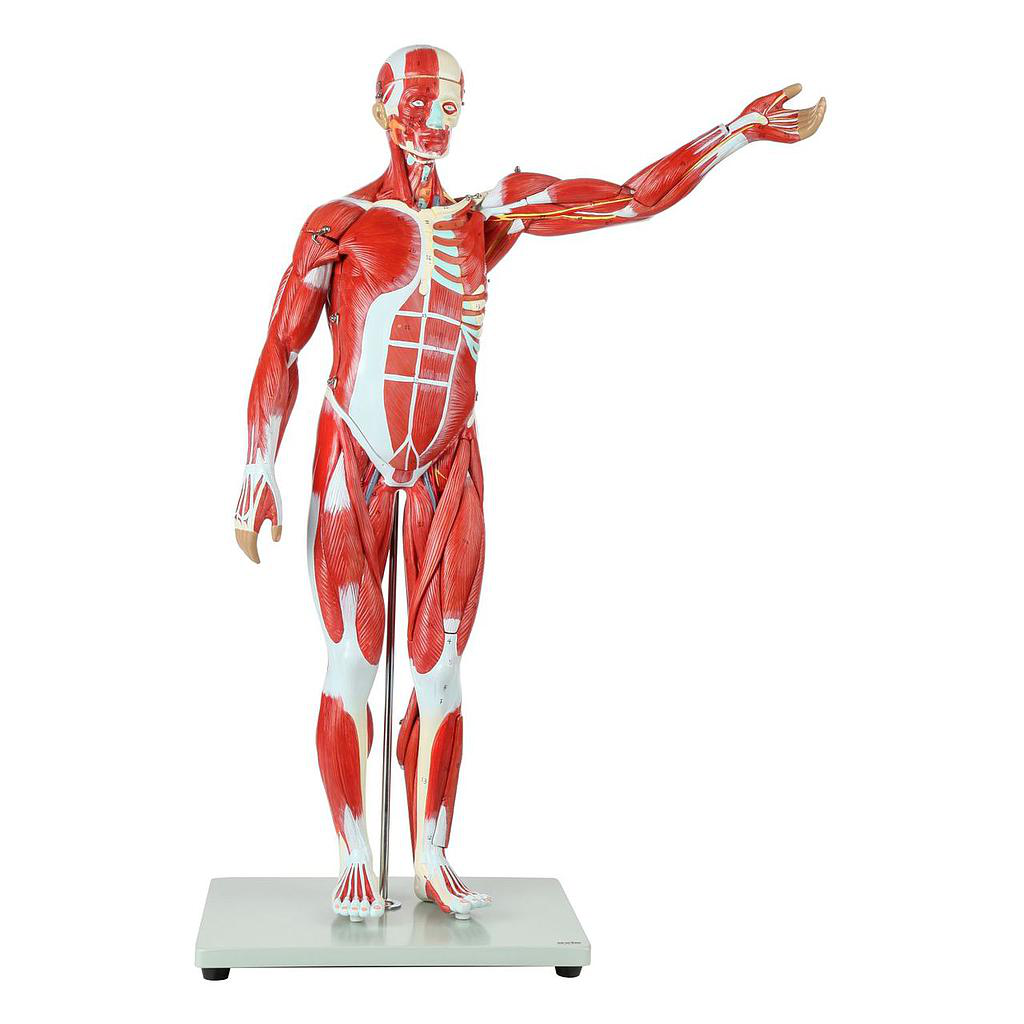 Maqueta del sistema muscular de 80 cm, desmontable en 27 piezas, Axis ... Maqueta del sistema muscular de 80 cm, desmontable en 27 piezas, Axis ...